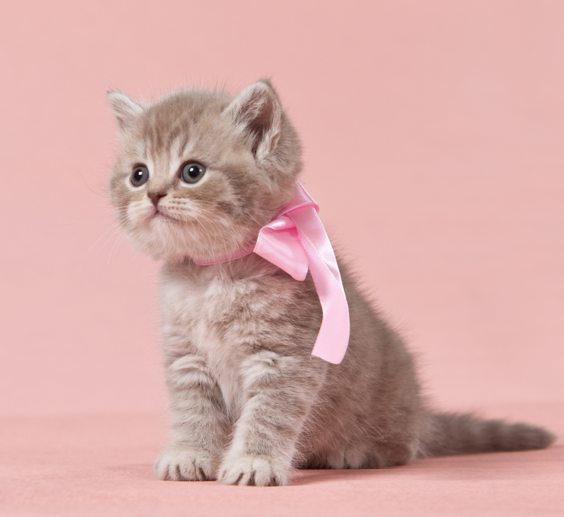 Congratulations on Your New Kitten! - CV House Vet