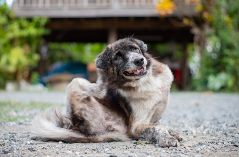 Dermatitis or The Itchy Dog - CV House Vet