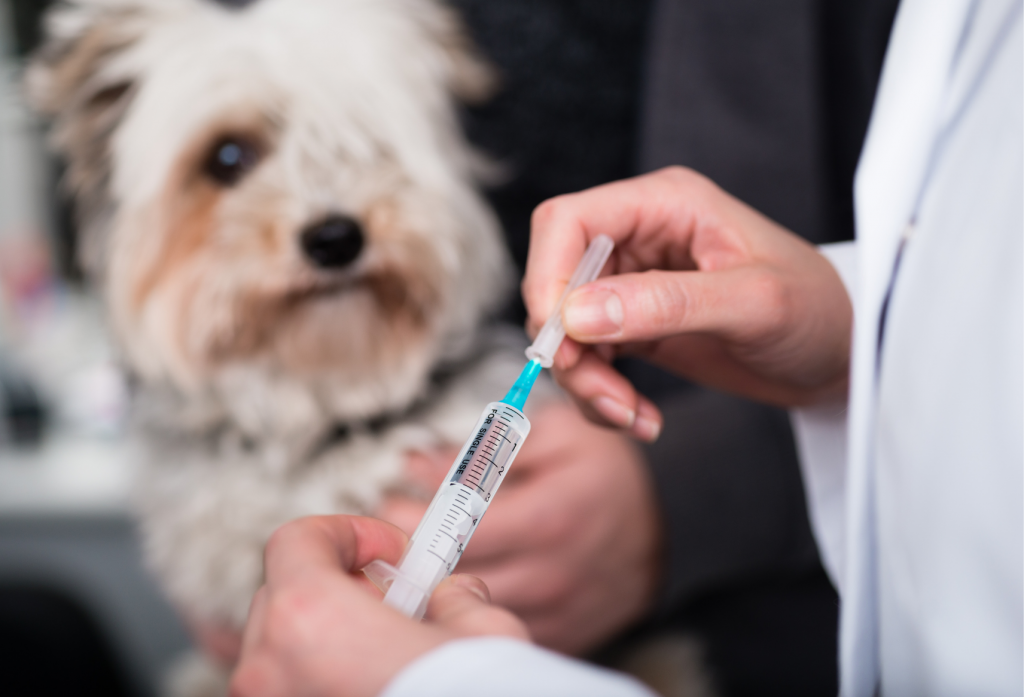 Vaccines and Reactions - CV House Vet